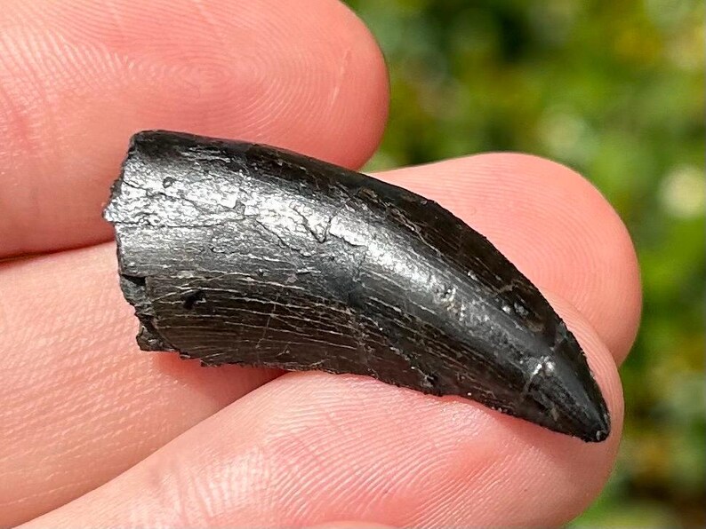 RARE Megalosaurid Dinosaur Tooth Theropod Portugal Lourinha Formation ...