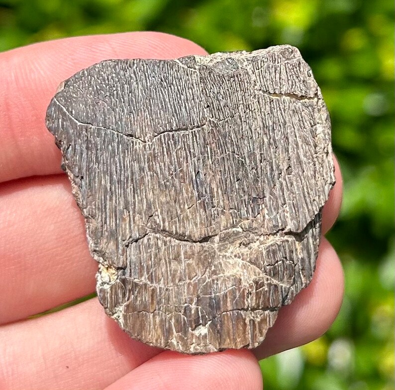 Protostega Fossil Cretaceous Turtle Shell Dinosaur Bones Ozan Formation ...