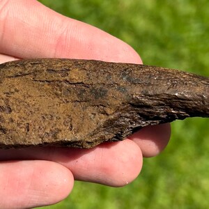 RARE Fossil Sloth Claw Megalonyx Jeffersonii Pleistocene Mammoth Age ...