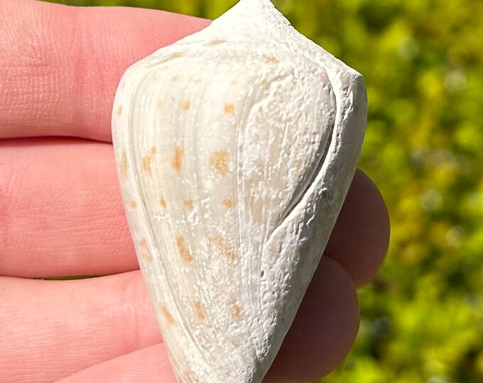 Florida Fossil Gastropod Fossil Shell Conus Spuroides Cone Shell ...