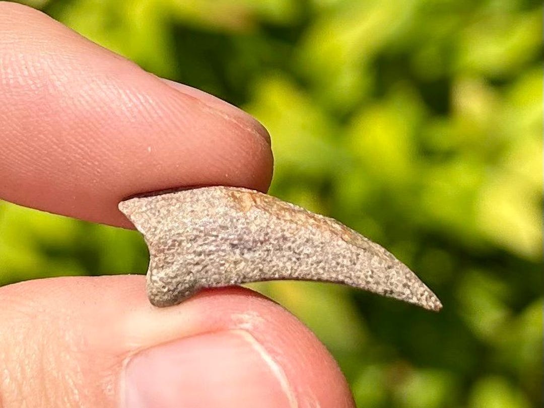 Madagascar Fossil Turtle Claw Rare Cretaceous Age Maevarano Formation ...