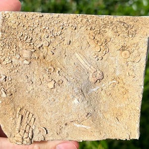 DOUBLE Fossil Crinoids in Matrix Phanocrinus Bangor Limestone Formation ...