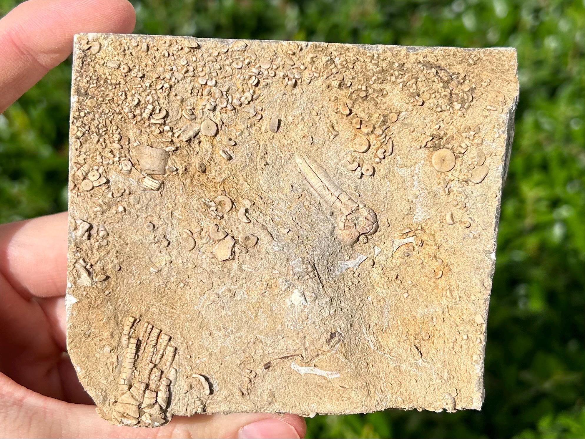 DOUBLE Fossil Crinoids in Matrix Phanocrinus Bangor Limestone Formation ...