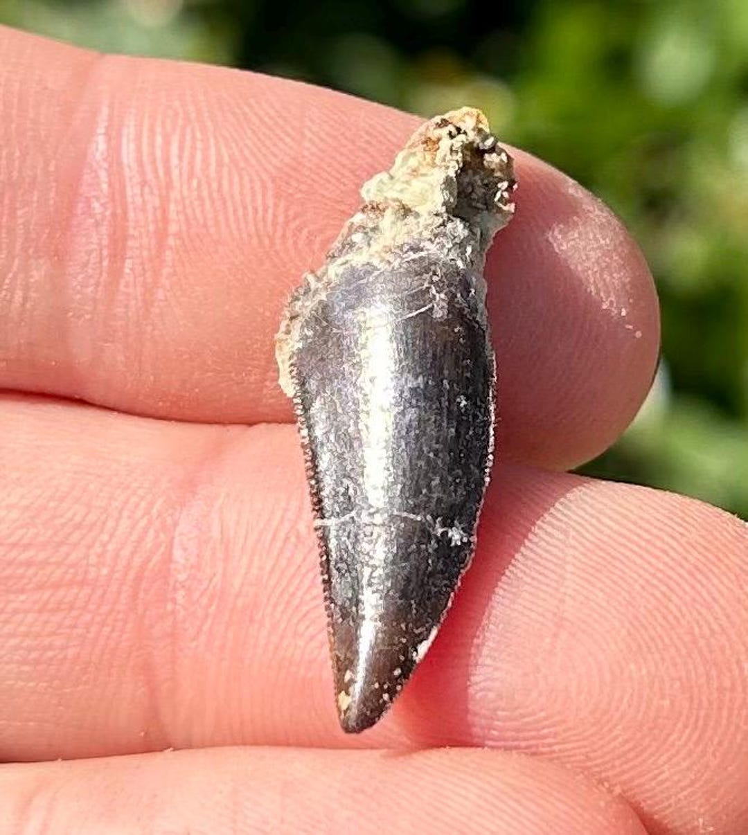 Dekkar Formation Abelisaur Dinosaur Tooth Fossil Morocco RARE ...