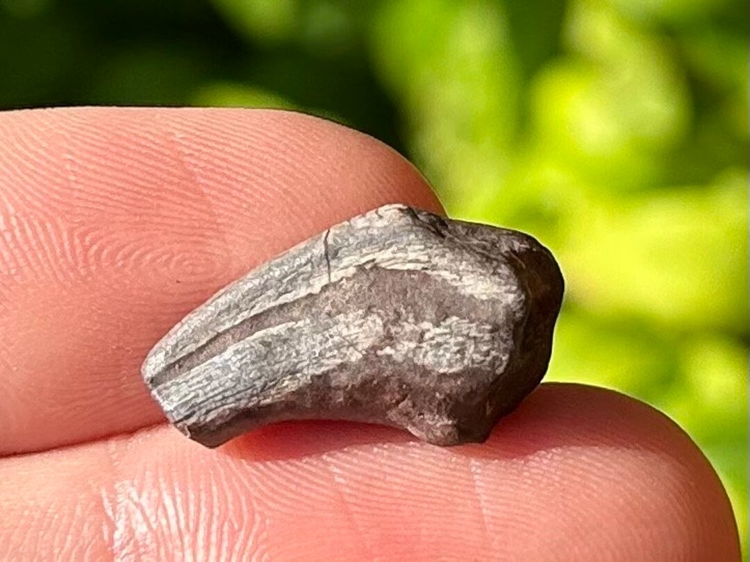 RARE Theropod Dinosaur Claw Fossil From Niger Dino Bones Kryptops ...