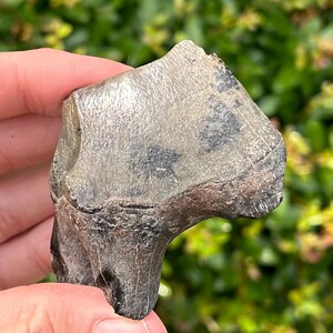RARE Thailand Fossil Rhino Tooth Aceratherium Miocene Age Rhinoceros ...