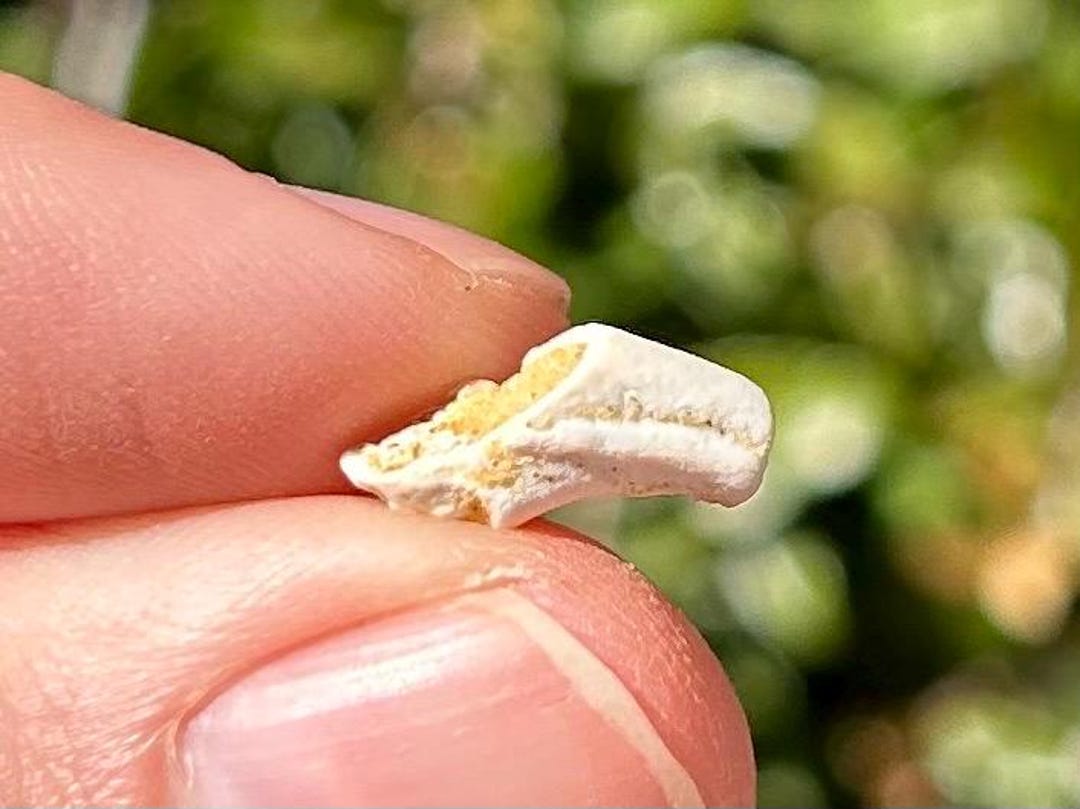 Rare Fossil Dinosaur Claw Theropod Morocco Cretaceous Kem Kem Raptor ...