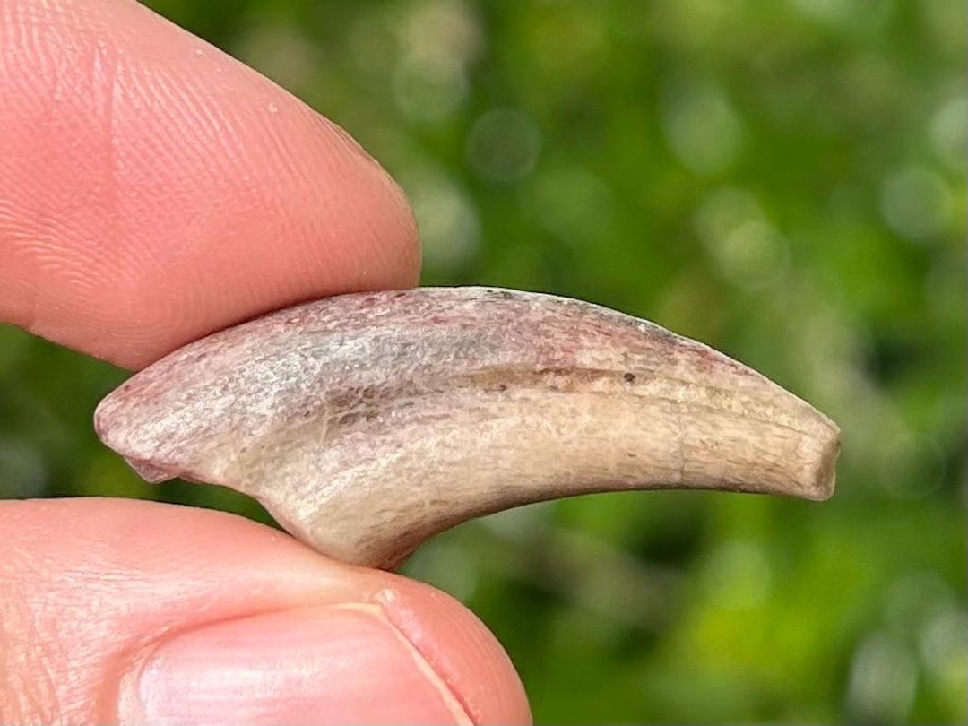 NICE Theropod Dinosaur Claw Fossil From Niger Dino Bones Kryptops ...