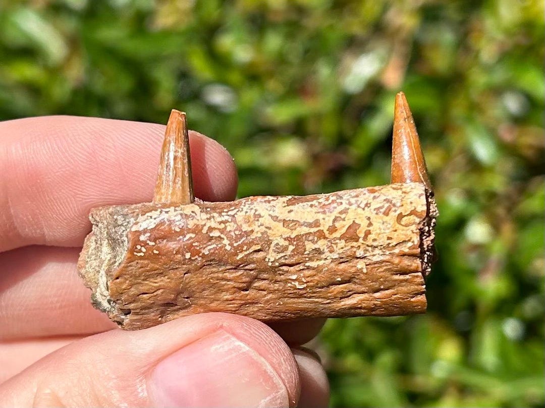 Teleosaurid Crocodile Jaw Fossil With Teeth Jurassic Madagascar Reptile ...