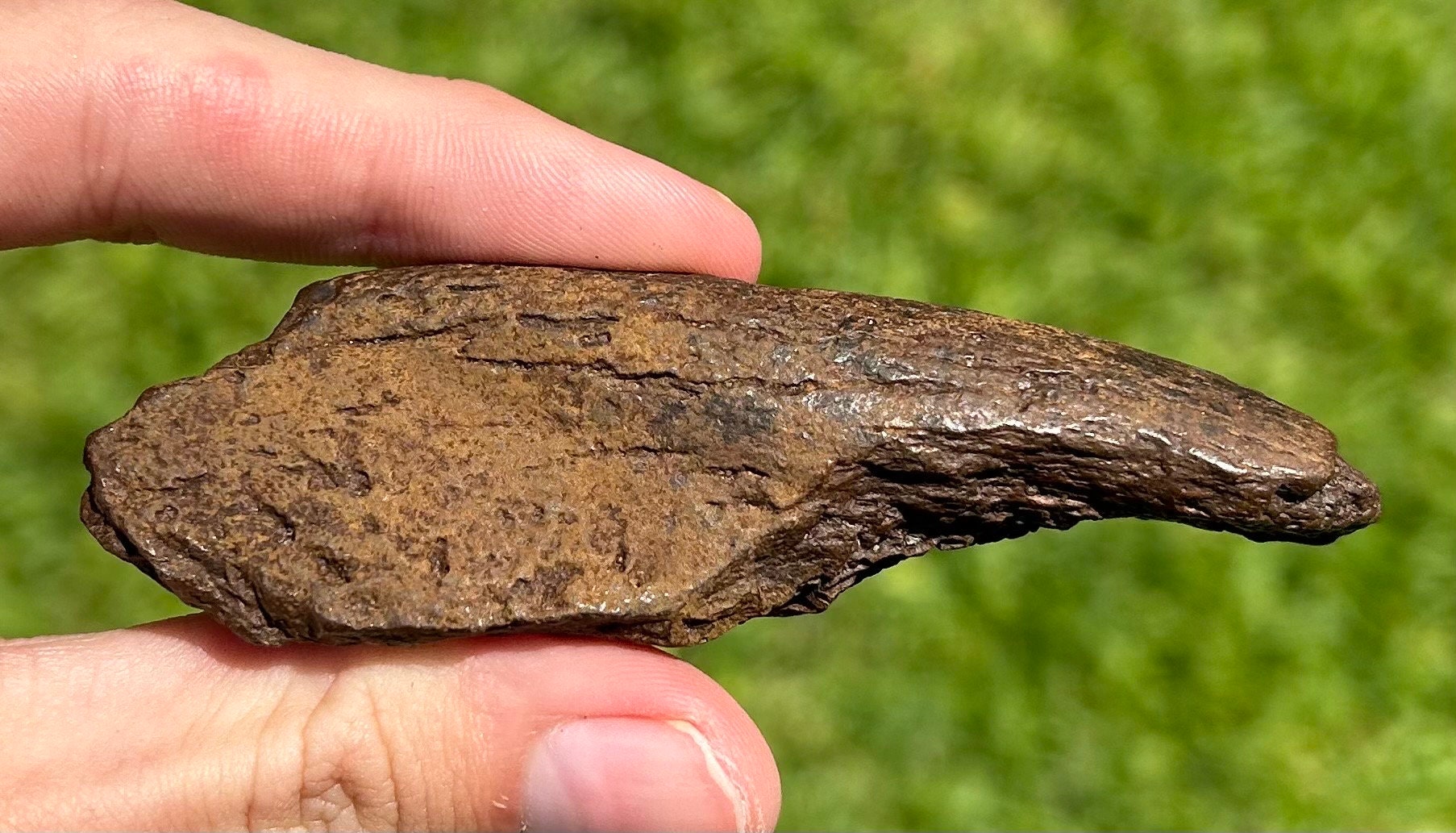 RARE Fossil Sloth Claw Megalonyx Jeffersonii Pleistocene - Etsy