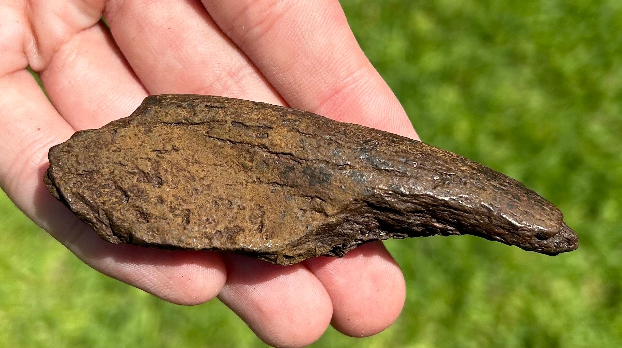 RARE Fossil Sloth Claw Megalonyx Jeffersonii Pleistocene - Etsy