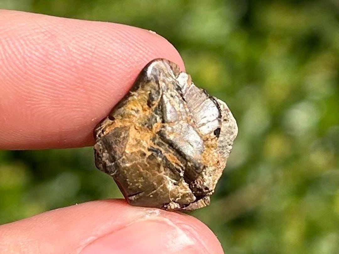 RARE Iguanodon Dinosaur Tooth Fossil Hastings UK Cretaceous Age Dino ...