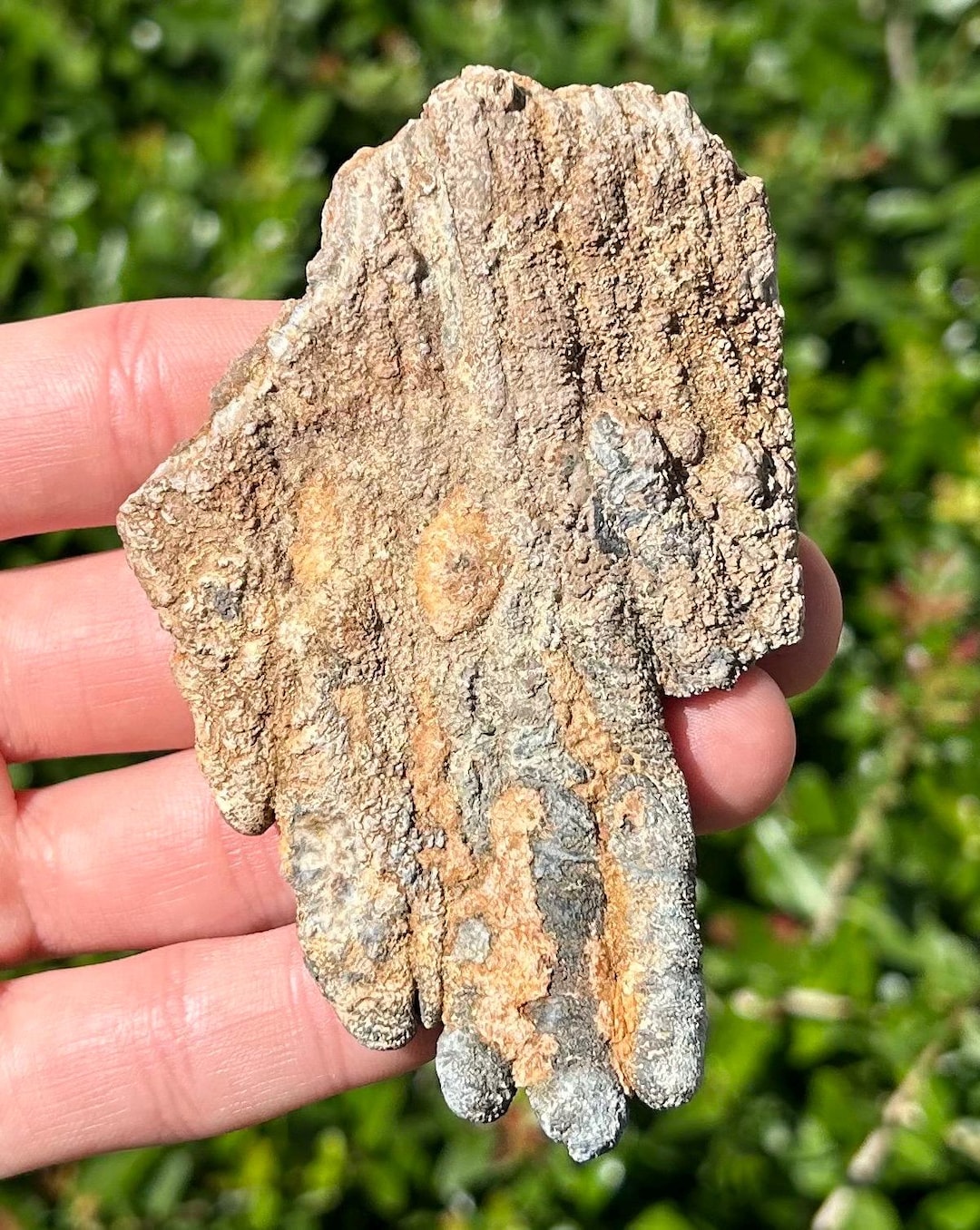 RARE Texas Fossil Mammoth Tooth Partial Pleistocene Age Mammal ...