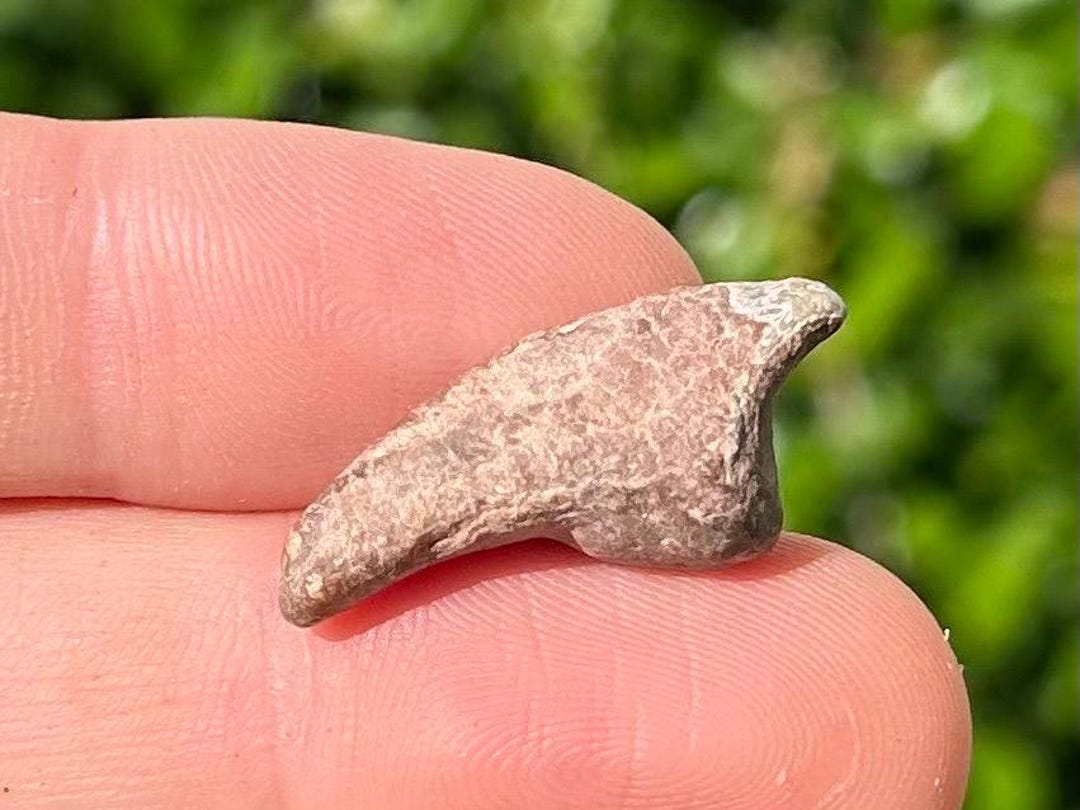 Worn Theropod Dinosaur Claw Fossil From Niger Dino Bones Kryptops ...