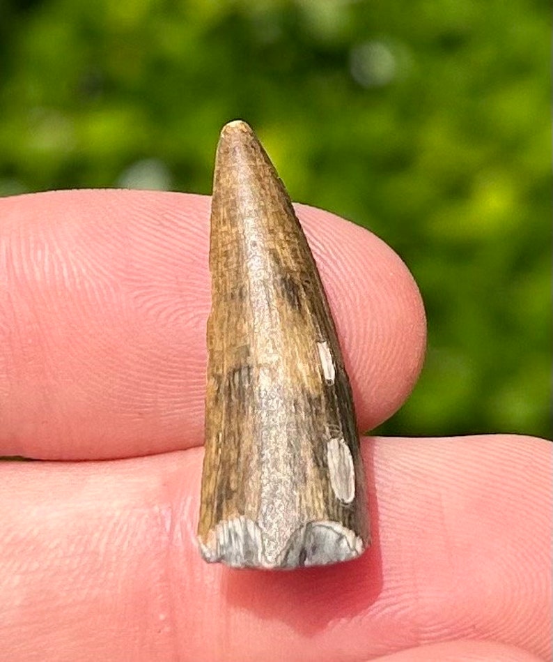 NICE Suchomimus Dinosaur Tooth Fossil From Niger Cretaceous Spinosaurid ...