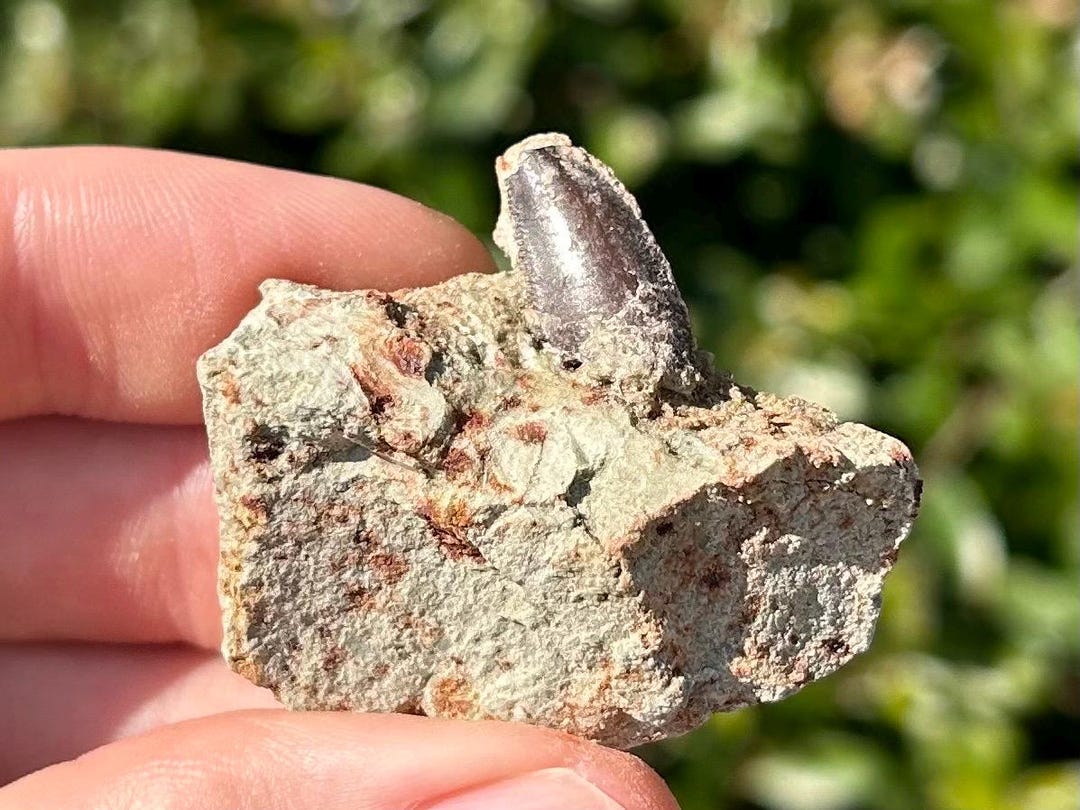Dekkar Formation Abelisaur Dinosaur Tooth Fossil in Matrix Morocco RARE ...