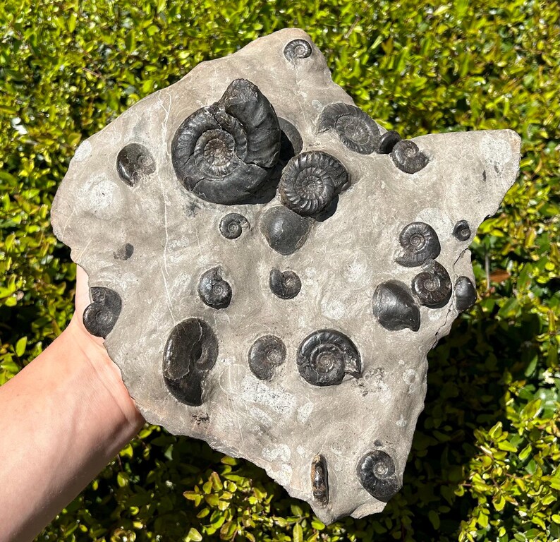 SUPERB Triassic Ammonite Fossils in Matrix Idaho Thayne Formation Multi ...