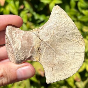 RARE Fossil Mosasaur Radius Alabama Dinosaur Bones Cretaceous Age - Etsy