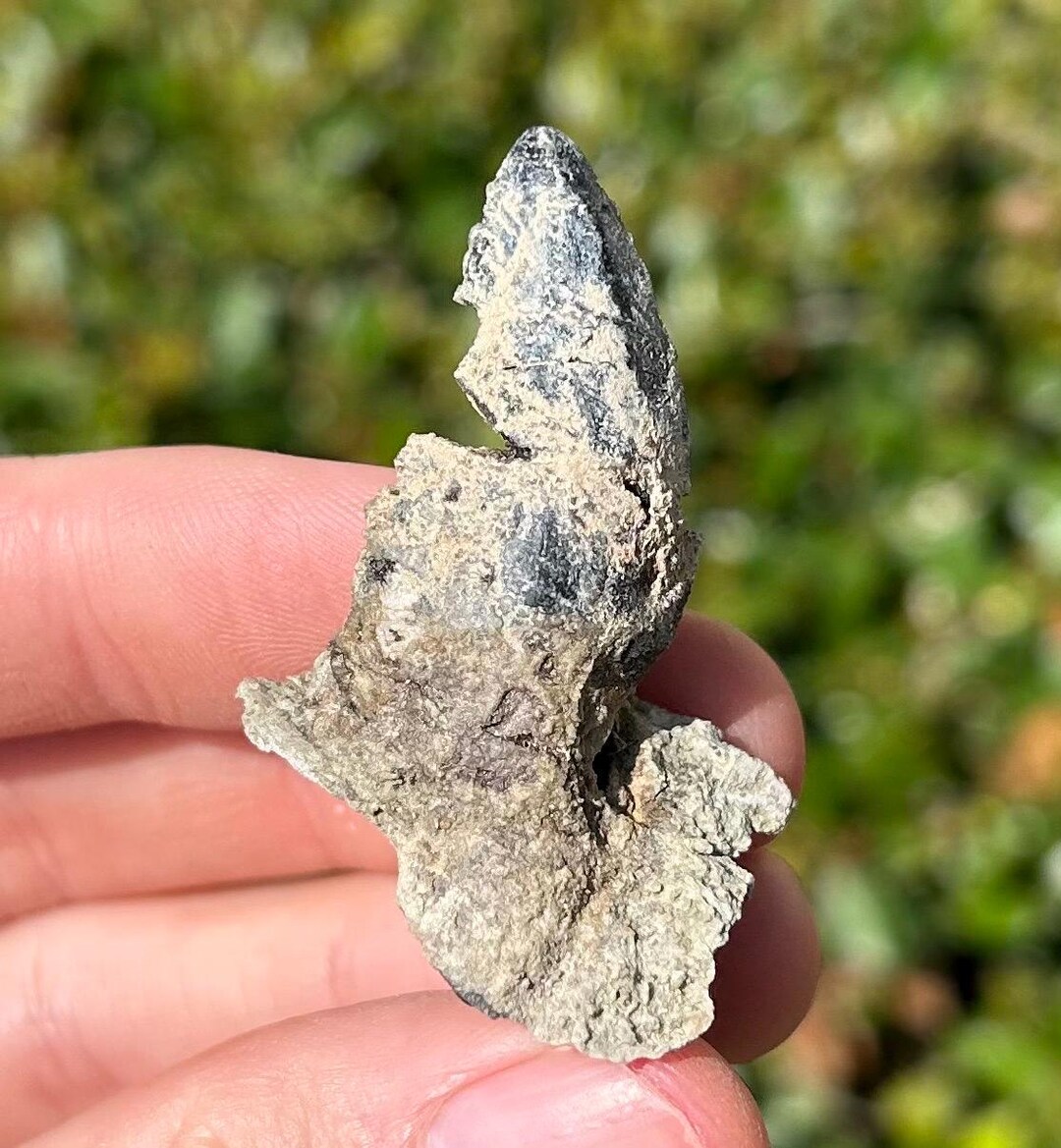 Rare Jurassic Sauropod Dinosaur Tooth Morocco With Partial Root ...