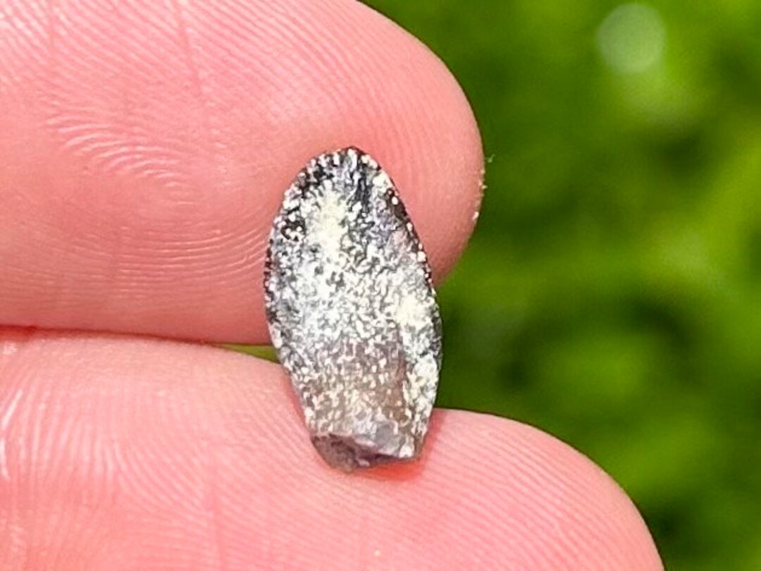 Lapparentosaurus Sauropod Dinosaur Tooth Fossil Jurassic Madagascar ...