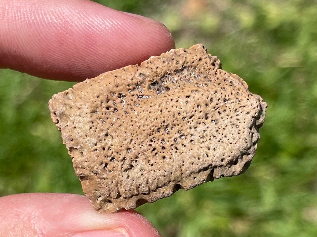 Fossil Giant Armadillo Scute Holmesina Florida Pleistocene Age Mammal ...