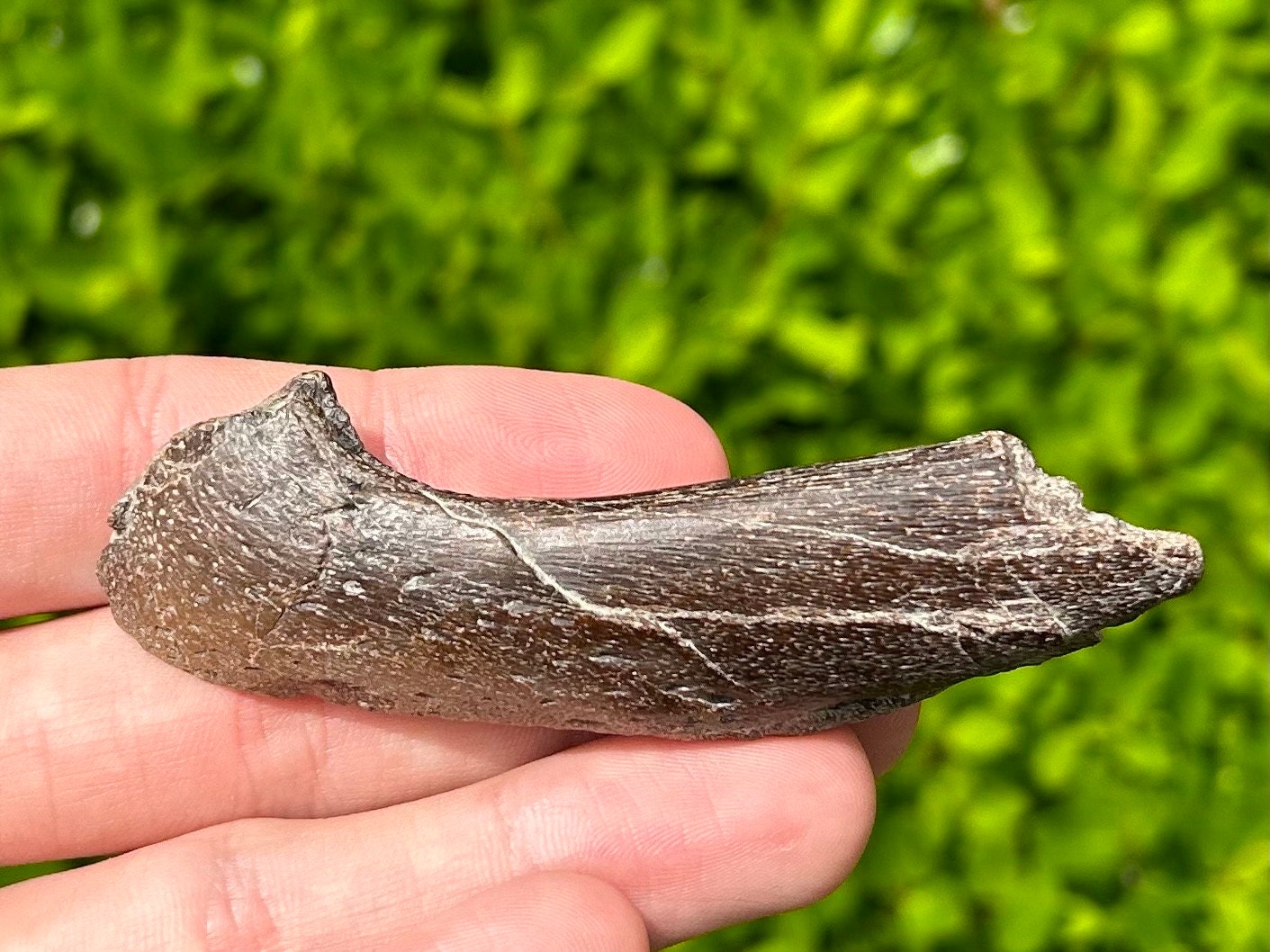 RARE Fossil Protostega Cretaceous Turtle Jaw Bone Texas Ozan Formation ...