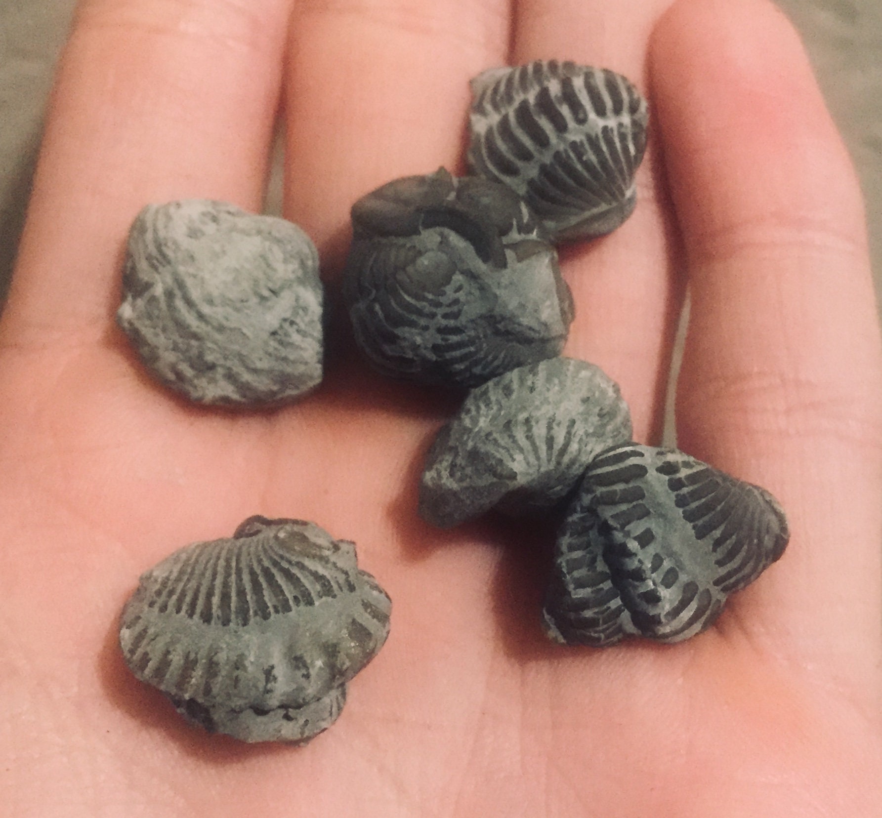 Trilobite Size