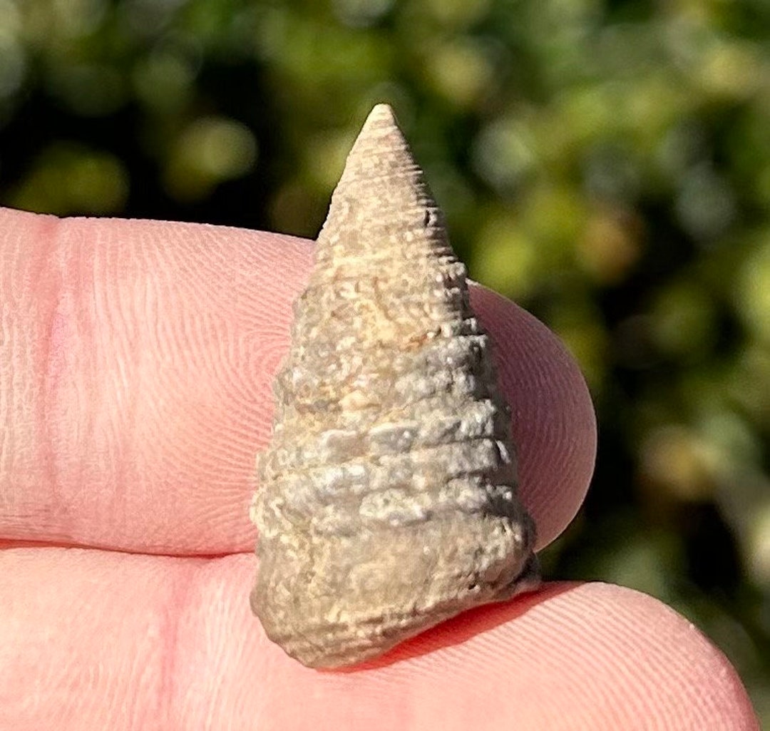 Austria Fossil Gastropod Glauconia Brevissima Early Cretaceous Age ...