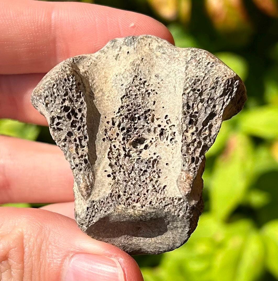 RARE Texas Fossil Smilodon Saber Cat Axis Vertebrae Pleistocene Ice Age ...