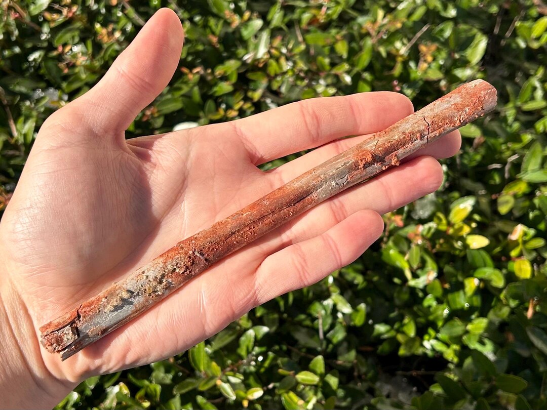 RARE Pterosaur Wing Phalanx Fossil Dinosaur Bones 7.75” Kem Kem Morocco ...