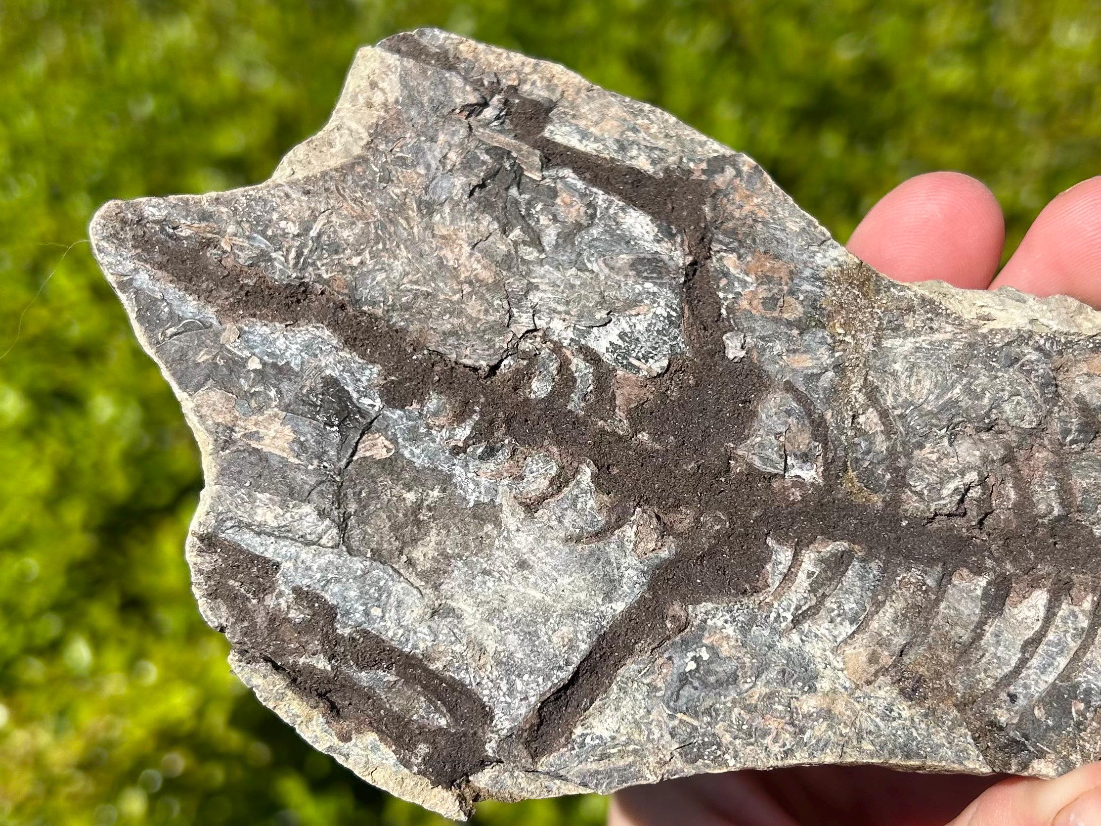 RARE Barasaurus Skeleton Madagascar Fossil Late Permian Reptile ...