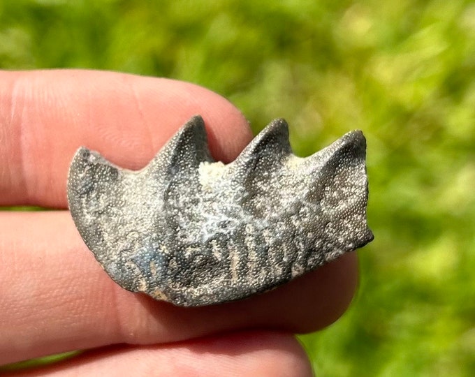RARE Niger Fossil Lungfish Tooth Cretaceous Dinosaur Age Fossil Fish - Etsy