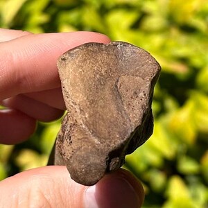 RARE Texas Panthera Atrox Fossil Metacarpal Bone Pleistocene Age ...