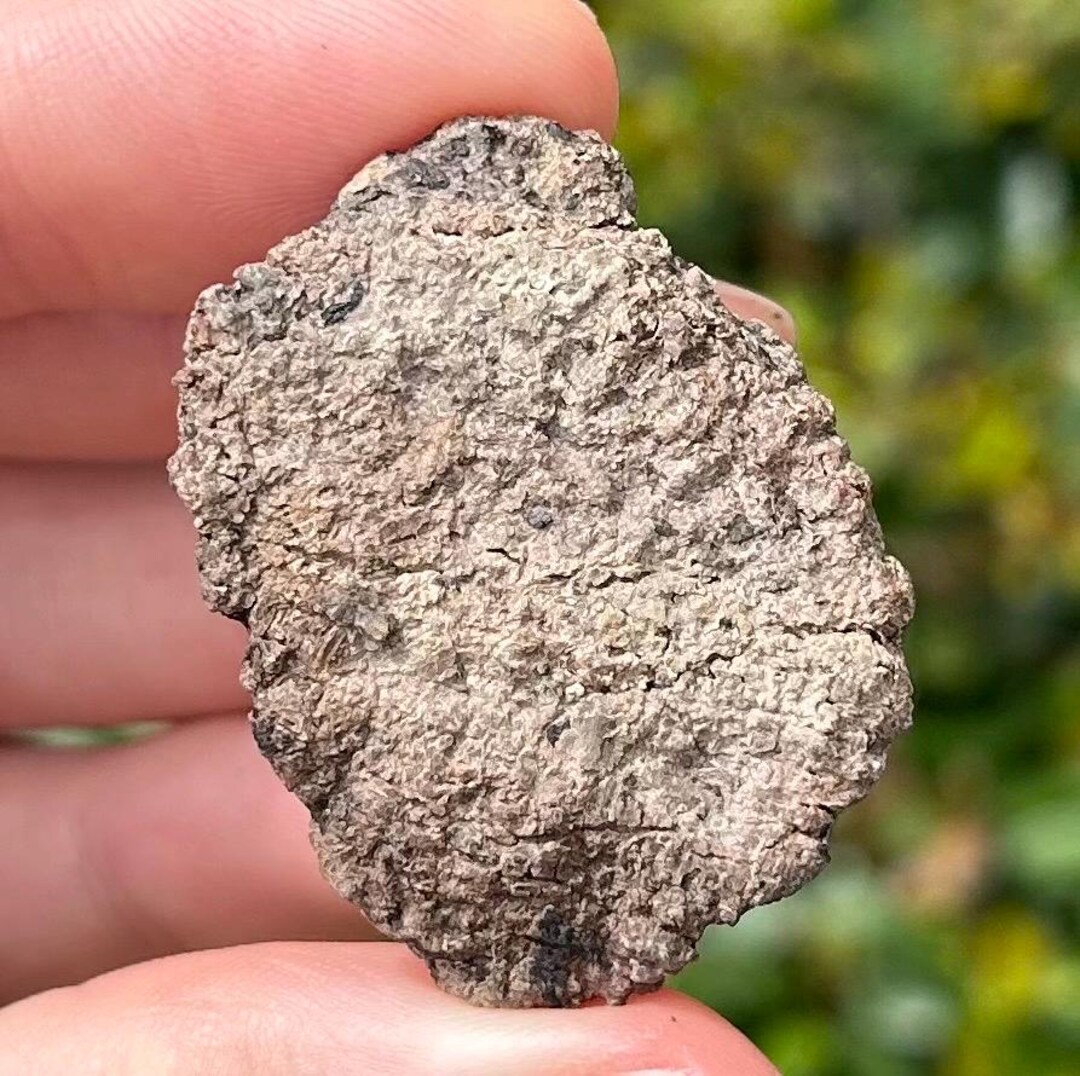 RARE Europelta Dinosaur Scute Fossil Spain Ankylosaur Armor Escucha ...