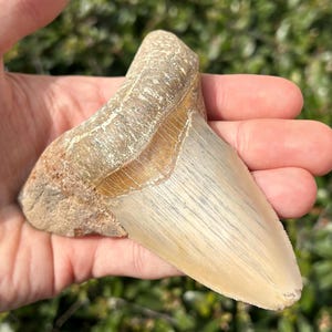 RARE Moroccan Megalodon Sharks Tooth Fossil 4.09” Dakhla Morocco Shark ...