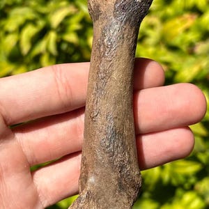 RARE Texas Panthera Atrox Fossil Metacarpal Bone Pleistocene Age ...