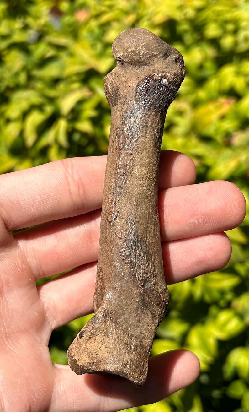 RARE Texas Panthera Atrox Fossil Metacarpal Bone Pleistocene Age ...