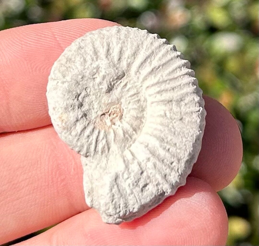 Poland Fossil Ammonite Jurassic Age Oxfordian Polish Fossils - Etsy