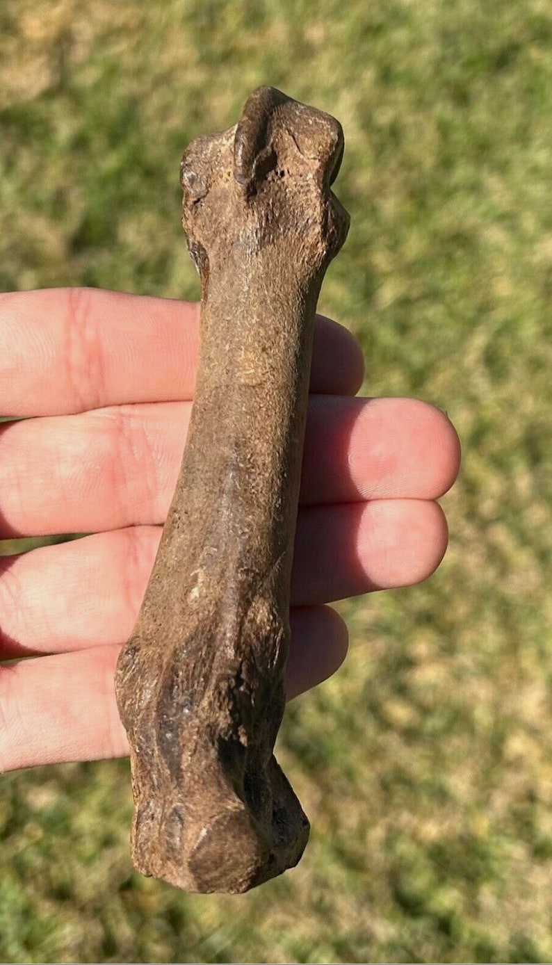 RARE Texas Panthera Atrox Fossil Metacarpal Bone Pleistocene Age ...