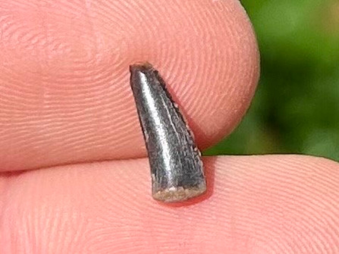 Texas Fossil Fish Tooth Fang Enchodus Sp. Cretaceous Age Ozan Formation ...