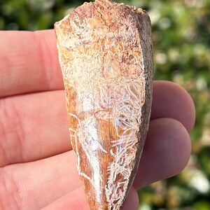 MASSIVE Fossil Phytosaur Tooth 2.15” Redondasaurus Triassic Dinosaur ...