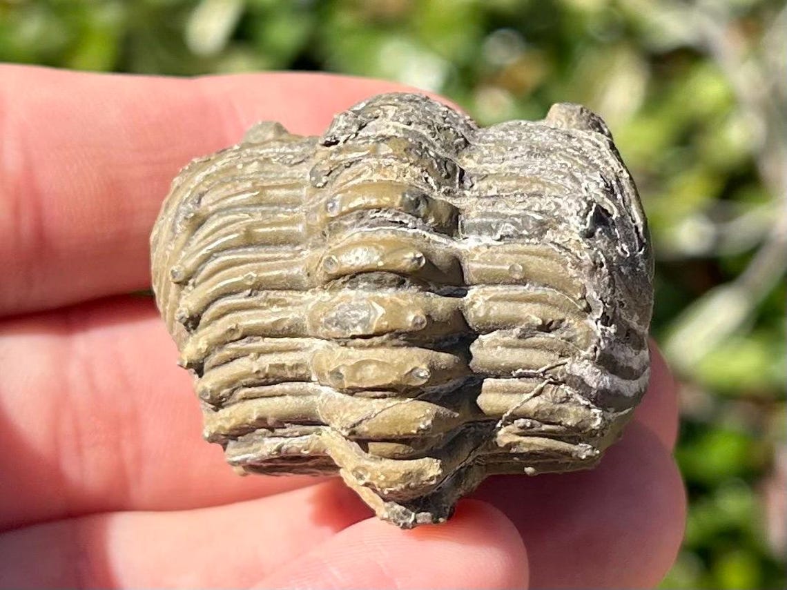Drotops Megalomanicus Fossil Trilobite Morocco Devonian Age Enrolled ...