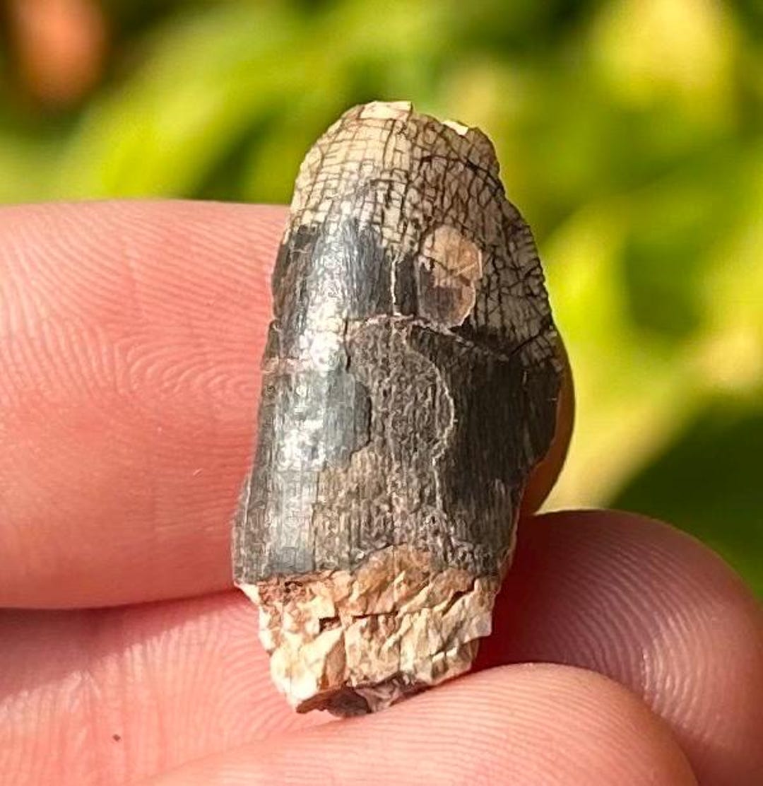 Rare Fossil Dimetrodon Tooth Pelycosaur Dinosaur Permian Age Oklahoma ...