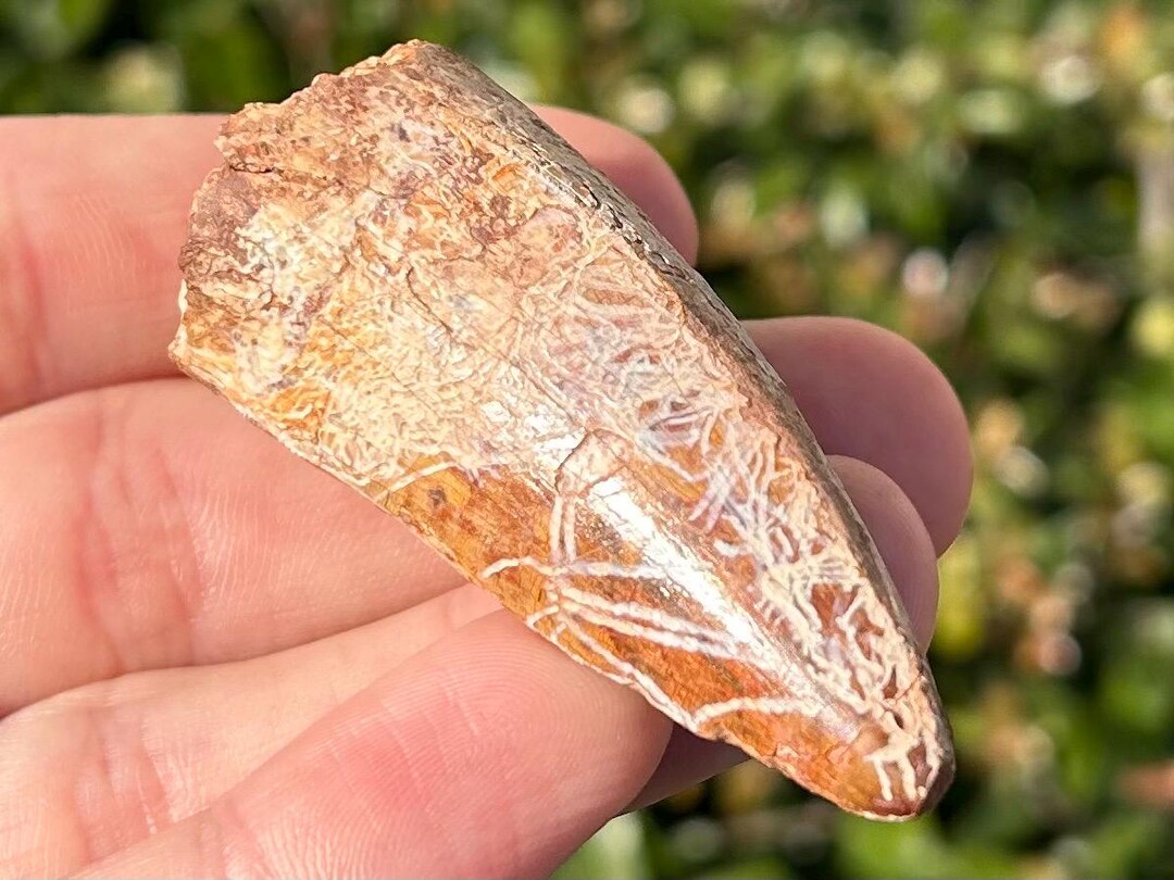 MASSIVE Fossil Phytosaur Tooth 2.15” Redondasaurus Triassic Dinosaur ...