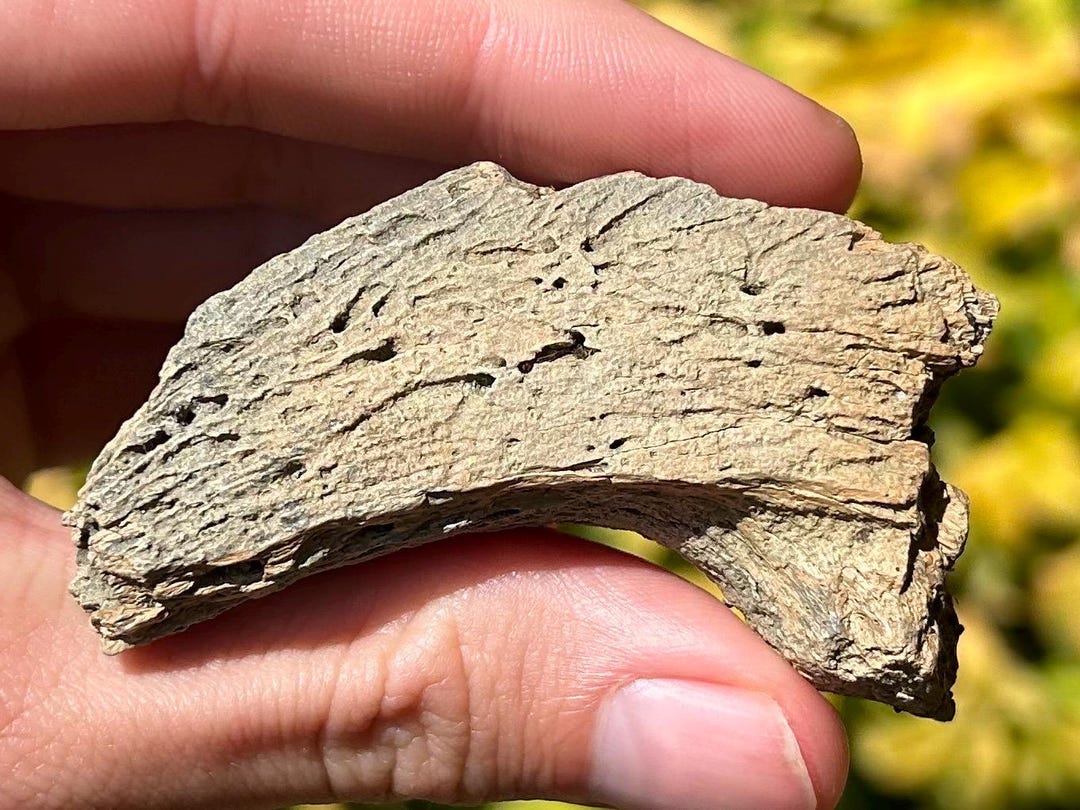 RARE Fossil Giant Sloth Claw Megalonyx Jeffersonii Pleistocene Mammoth ...