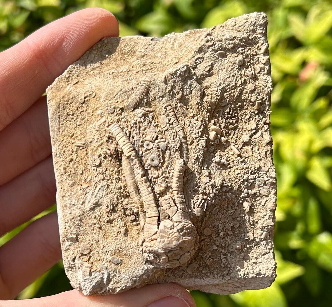 Alabama Fossil Crinoid in Matrix Phanocrinus Bellulus Bangor Limestone ...