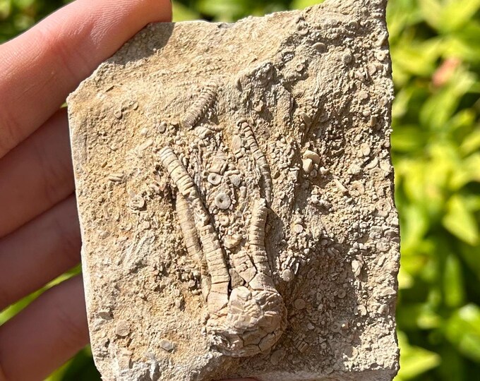 Alabama Fossil Crinoid in Matrix Phanocrinus Bellulus Bangor Limestone ...