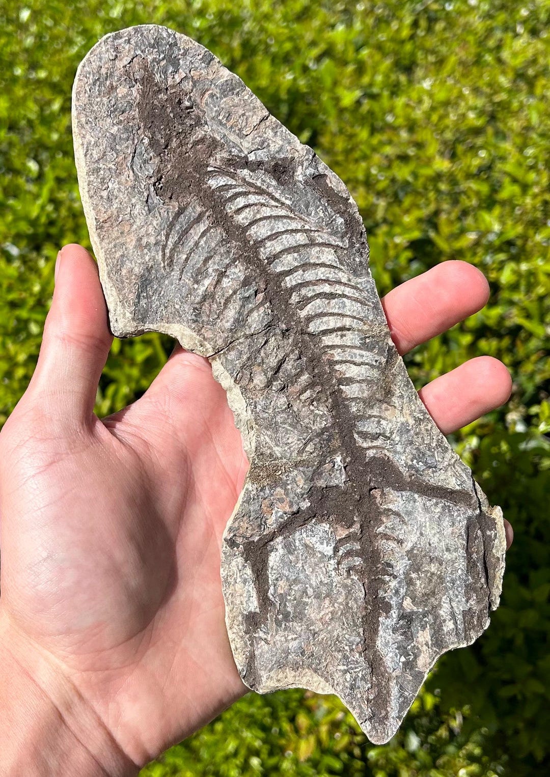 RARE Barasaurus Skeleton Madagascar Fossil Late Permian Reptile ...