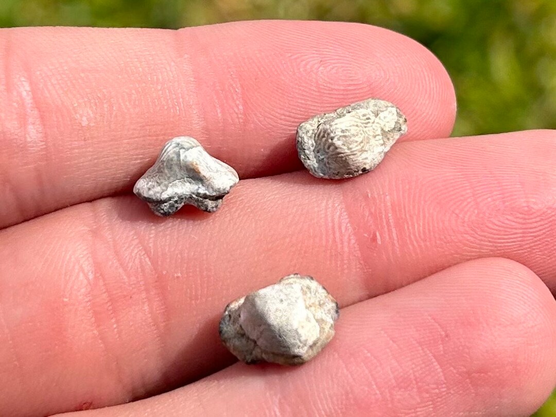 Kansas Fossil Sharks Teeth Ptychodus Decurrens LOT OF 3 Cretaceous ...