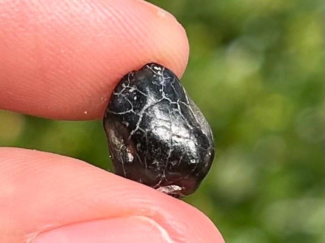 RARE Iguanodon Dinosaur Tooth Fossil Hastings UK Cretaceous Age Dino ...